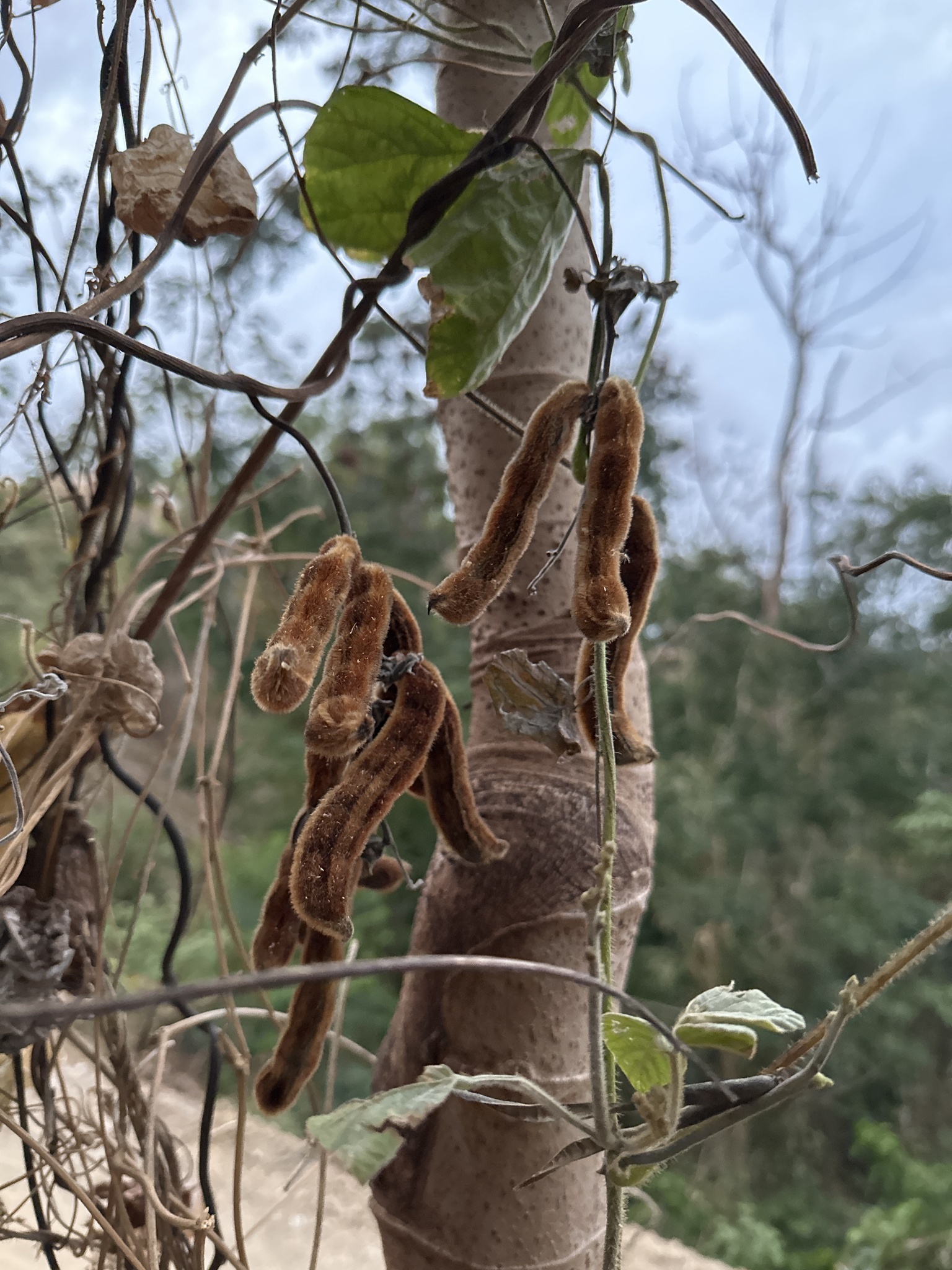 Mucuna pruriens (L.) DC.