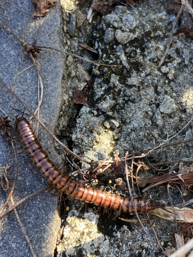 Dalodesmidae from Burraneer Rd, Coomba Park, NSW, AU on March 17, 2023 ...