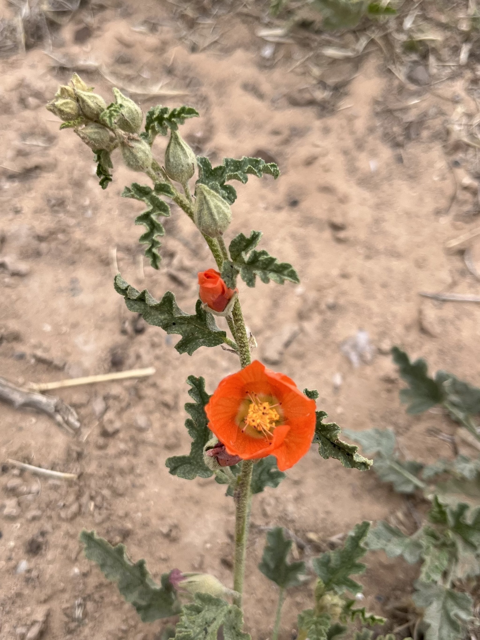 Sphaeralcea hastulata A.Gray