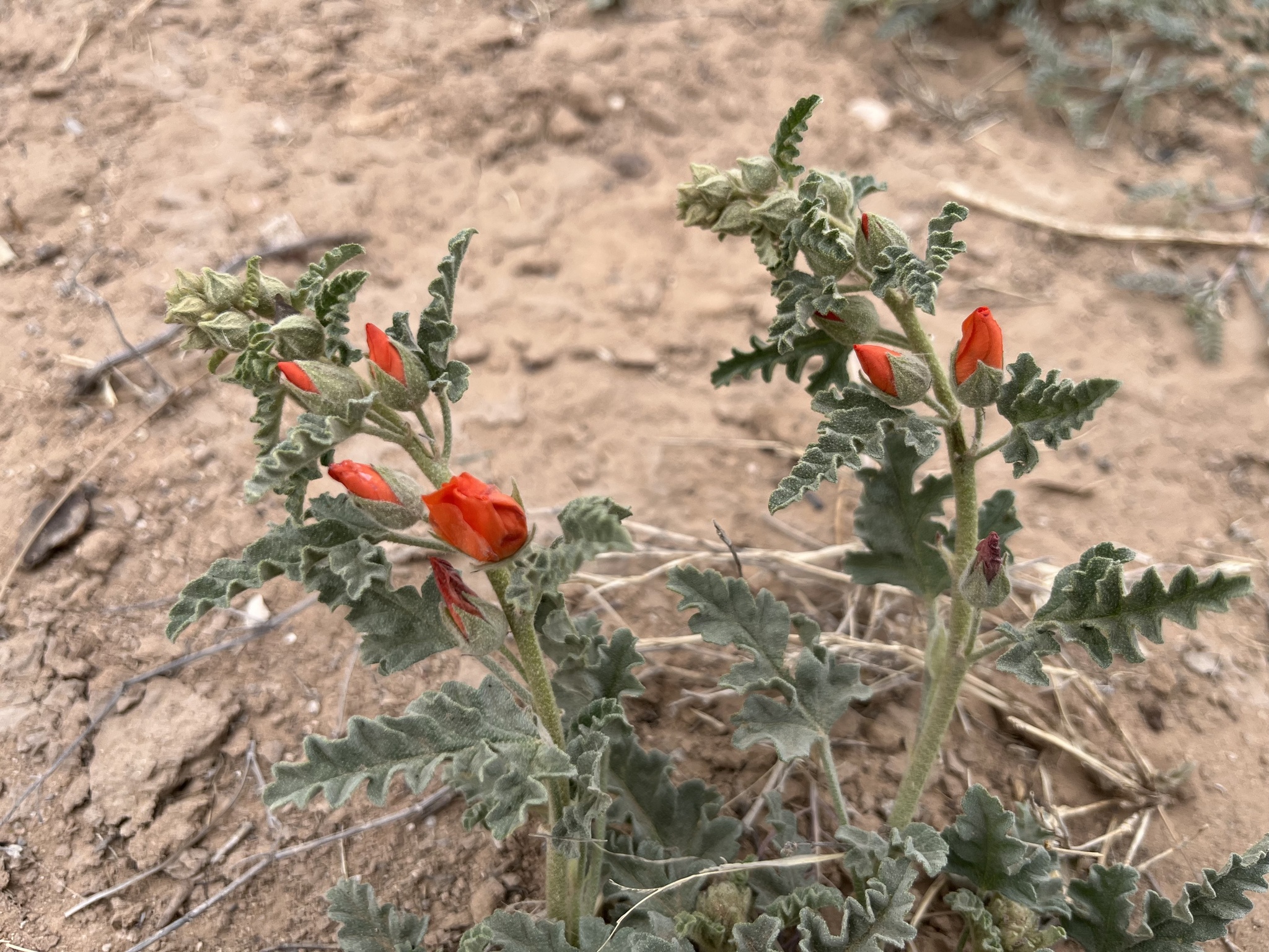 Sphaeralcea hastulata A.Gray