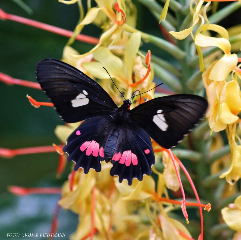 Parides anchises nephalion from Corupá - SC, Brasil on February 4, 2023 ...