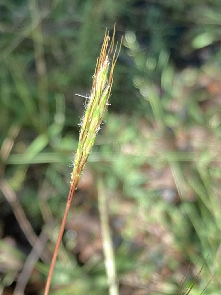 Redleg Grass from Burraneer Rd, Coomba Park, NSW, AU on March 17, 2023 ...