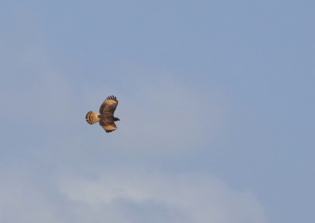 Roadside Hawk from Santa Fe, Argentina on March 16, 2023 at 11:18 AM by ...