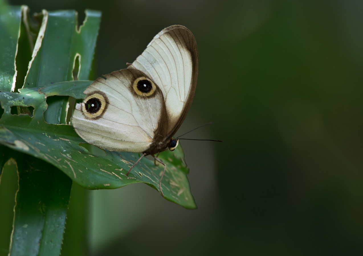 Taenaris catops Westwood