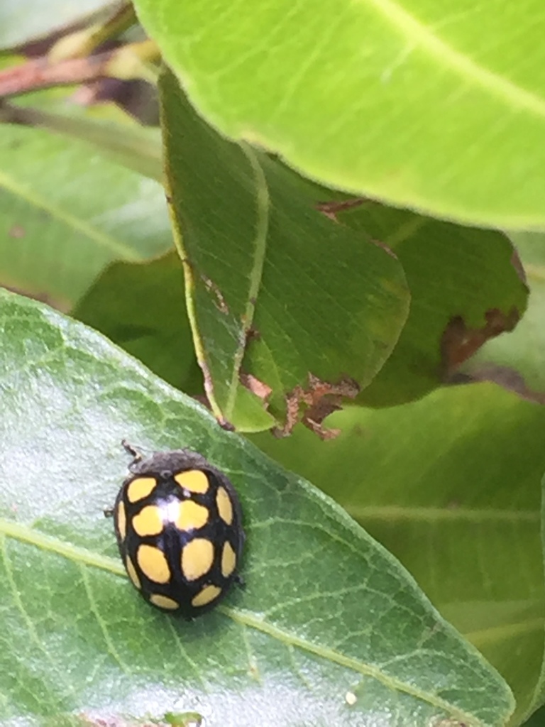 Epilachna mexicana from Bosque de Tlalpan, MX-DF, MX on September 26 ...