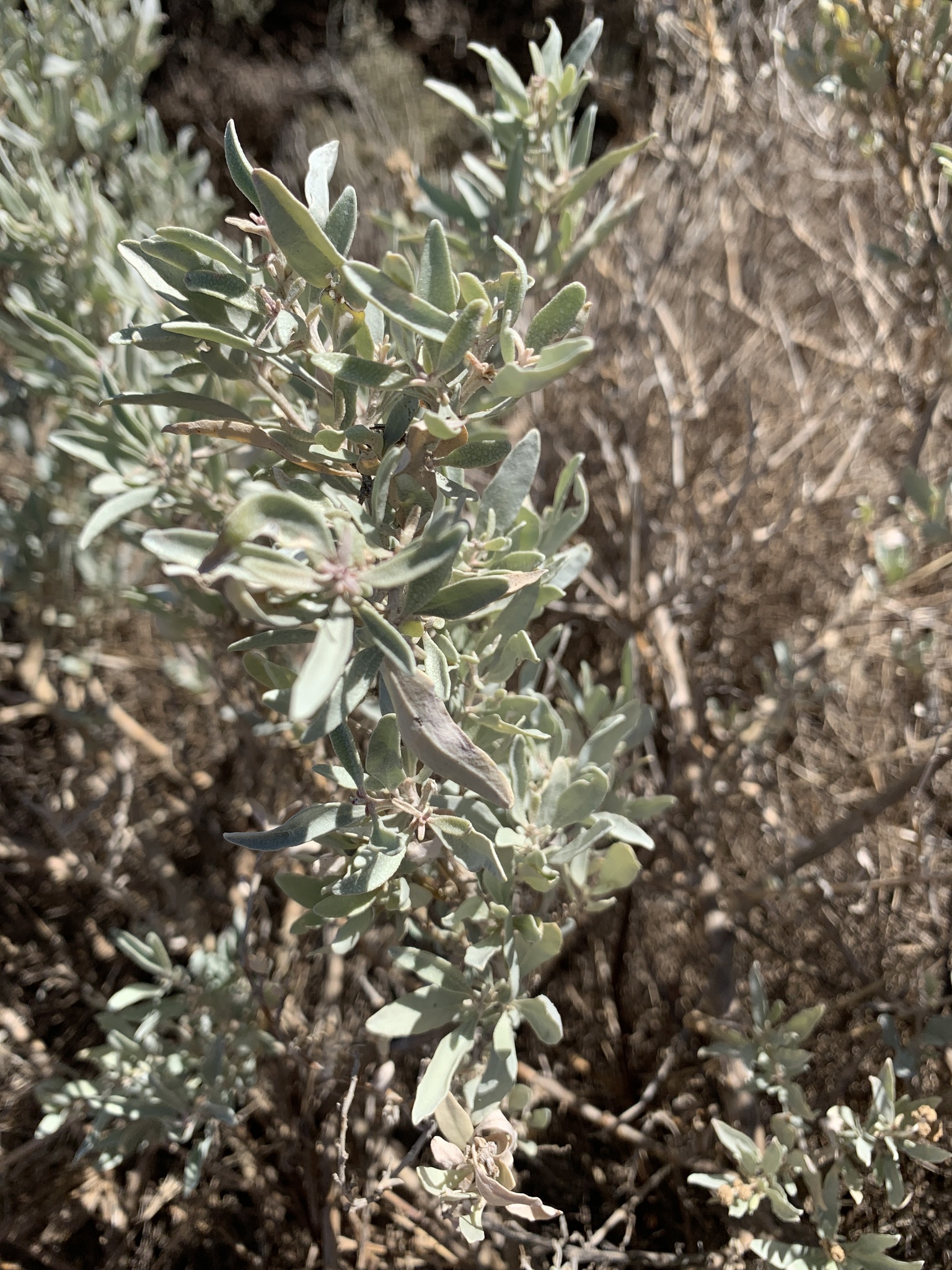 Atriplex cinerea Poir.