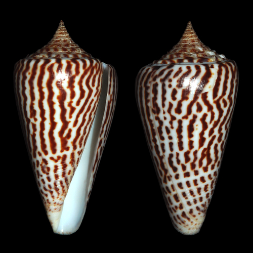 Subspecies Conus spurius lorenzianus · iNaturalist