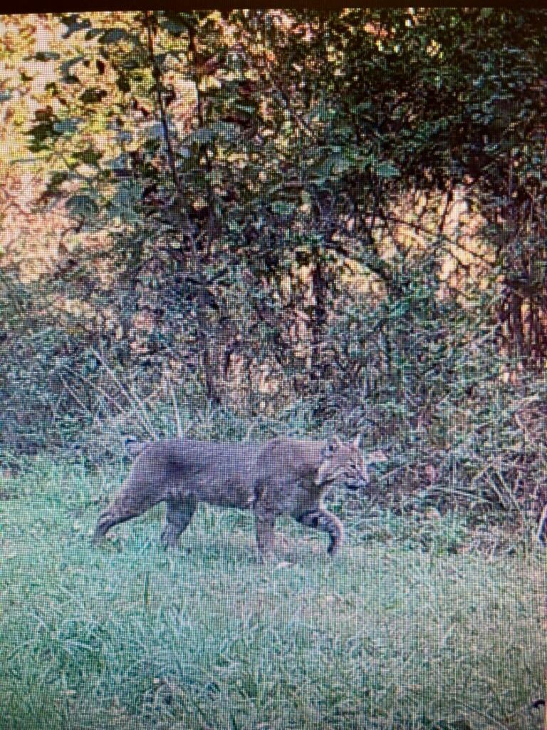 Bobcat from Waverly, WV, USA on March 01, 2023 at 08:29 PM by raw00018 ...