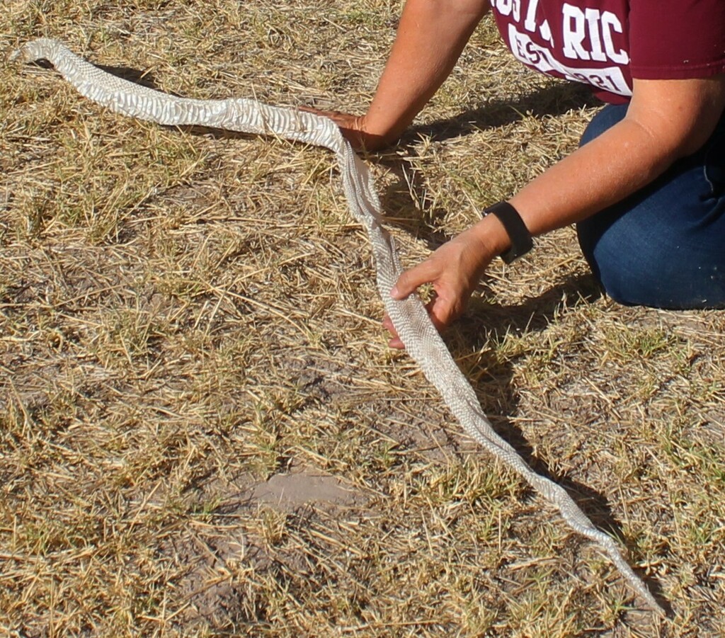 Mexican Bull Snake from Lerdo, Dgo., México on April 29, 2017 at 10:22 ...