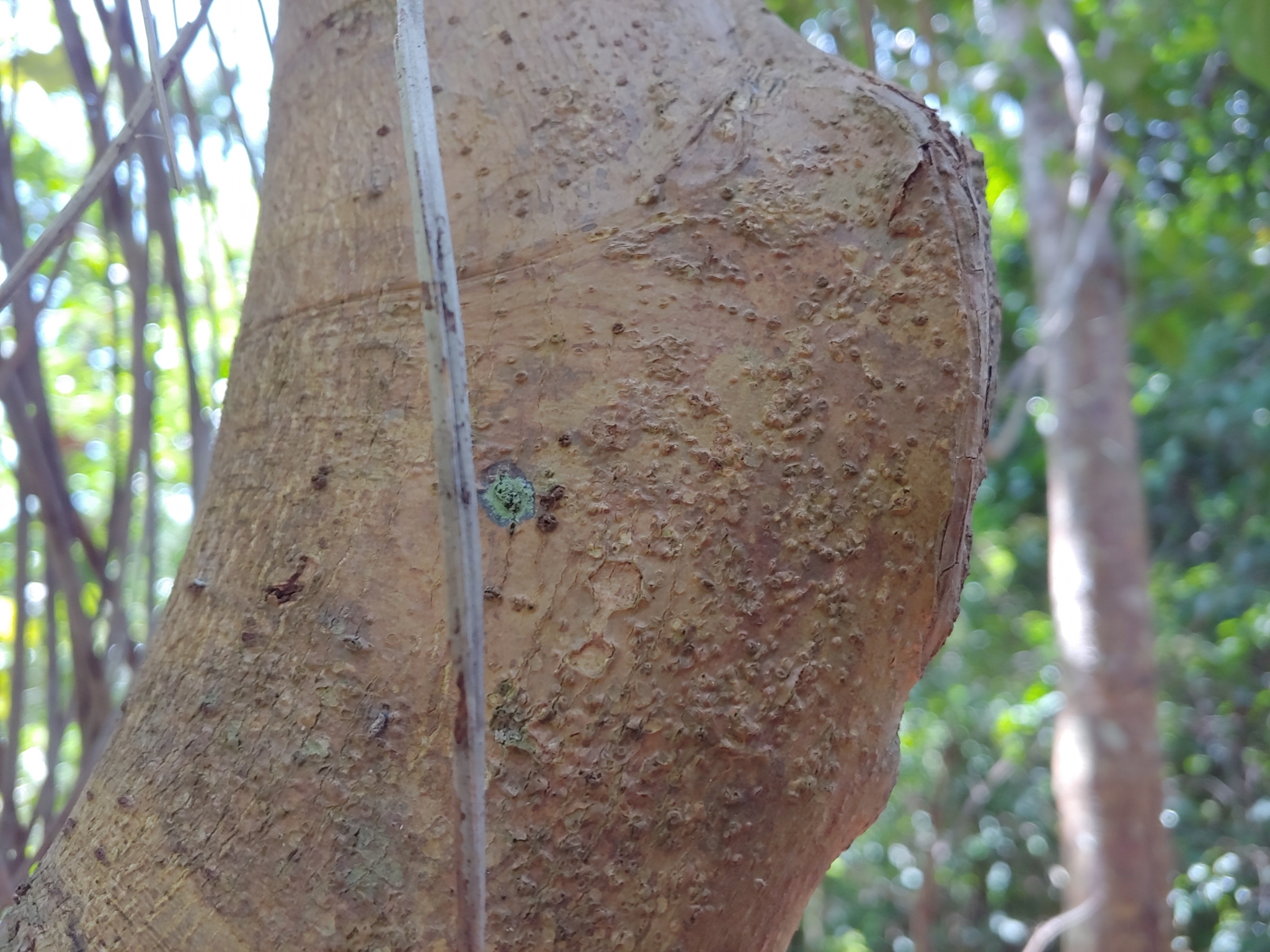 Guapira fragrans (Dum.Cours.) Little