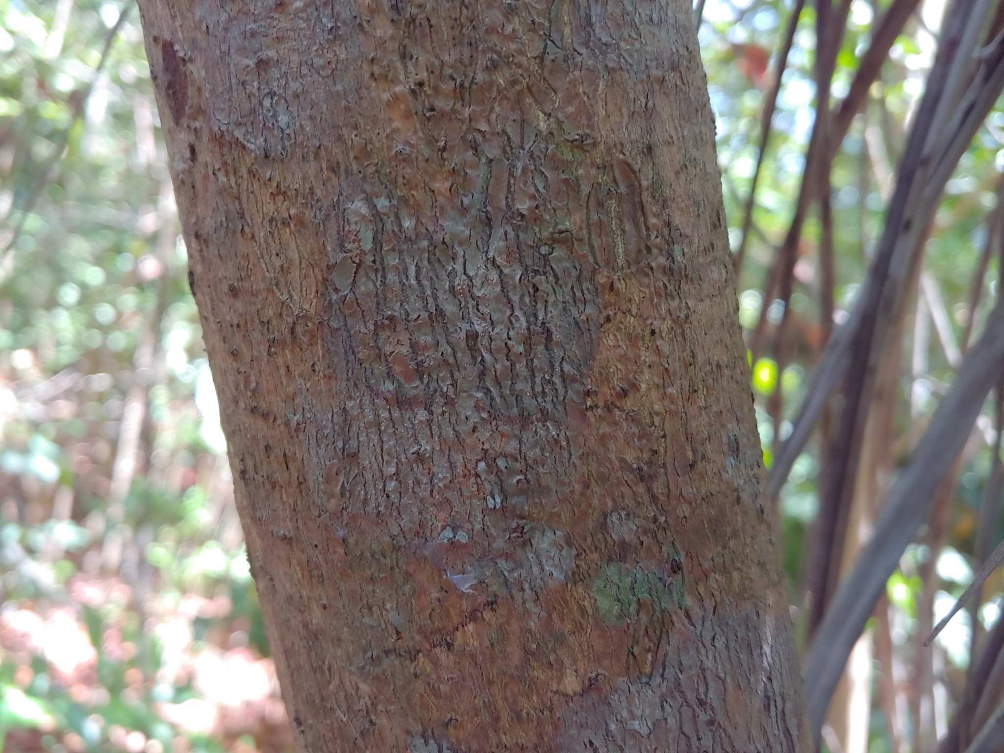 Guapira fragrans (Dum.Cours.) Little