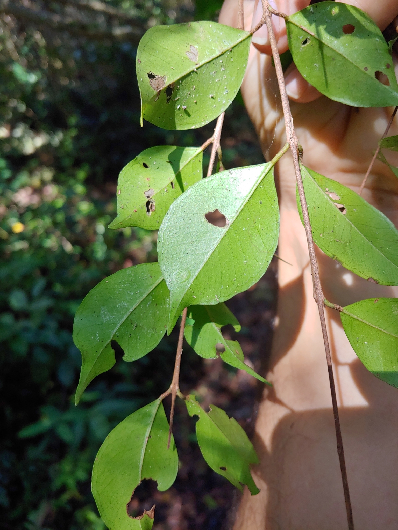 Eugenia biflora (L.) DC.