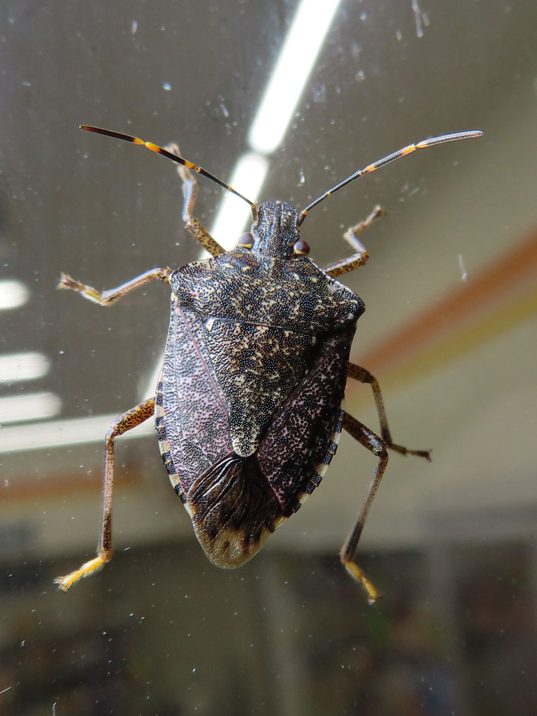 Brown Marmorated Stink Bug from Район Аоба, Сендай, Мияги, Япония on ...