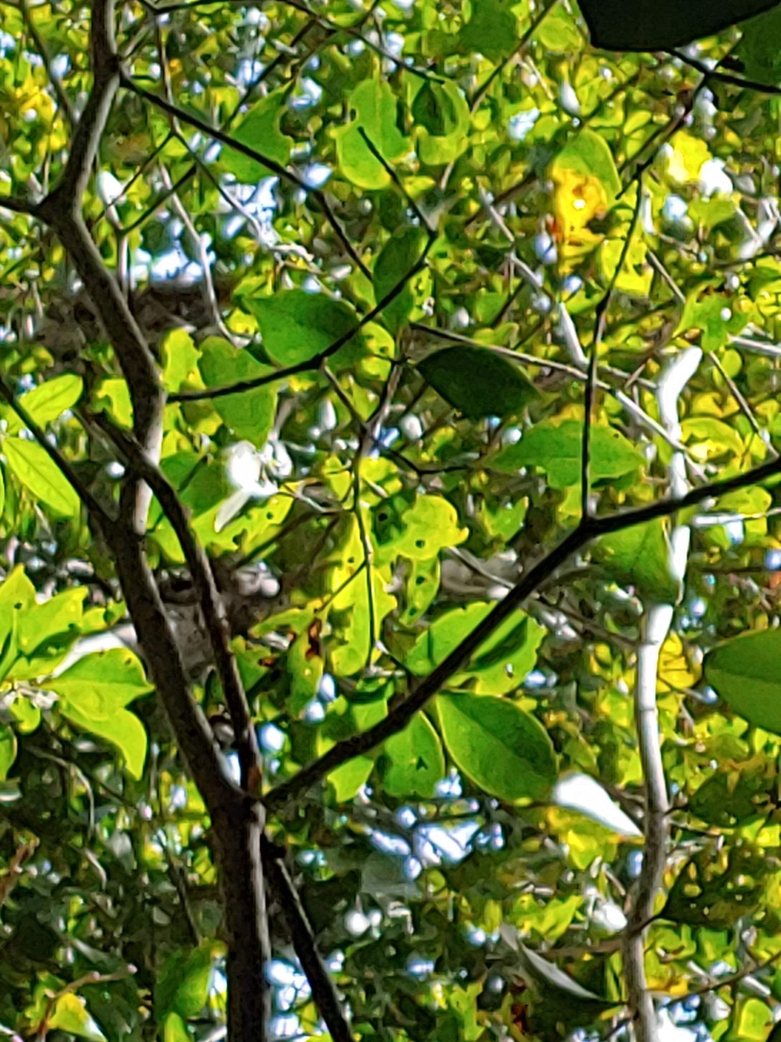 Guapira fragrans (Dum.Cours.) Little