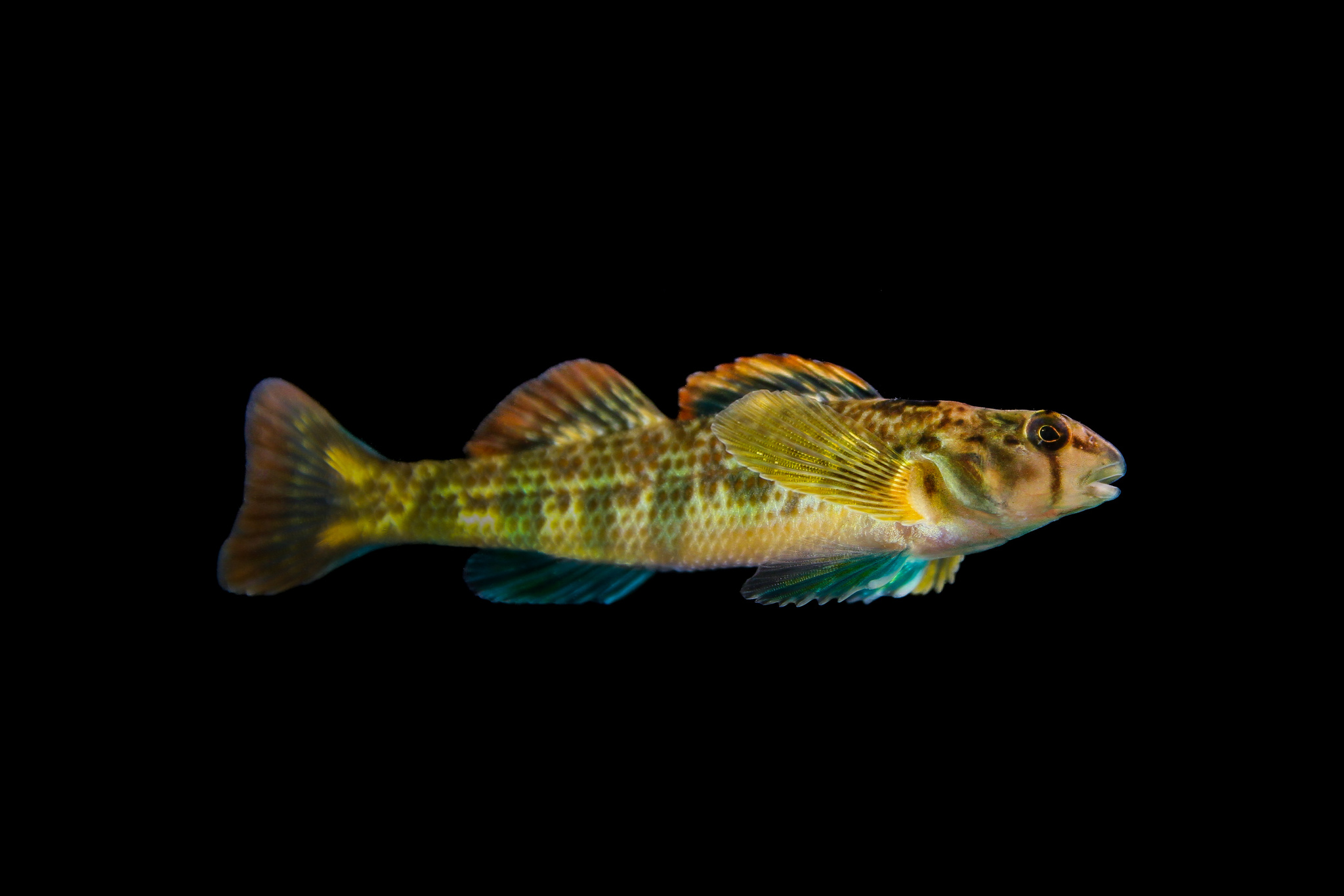 Darter Biogeography