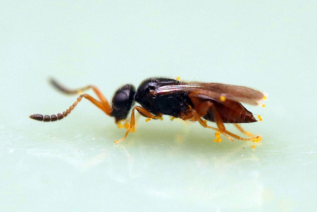 Ceraphronidae from Kaeo, New Zealand on March 12, 2022 at 07:07 PM by ...