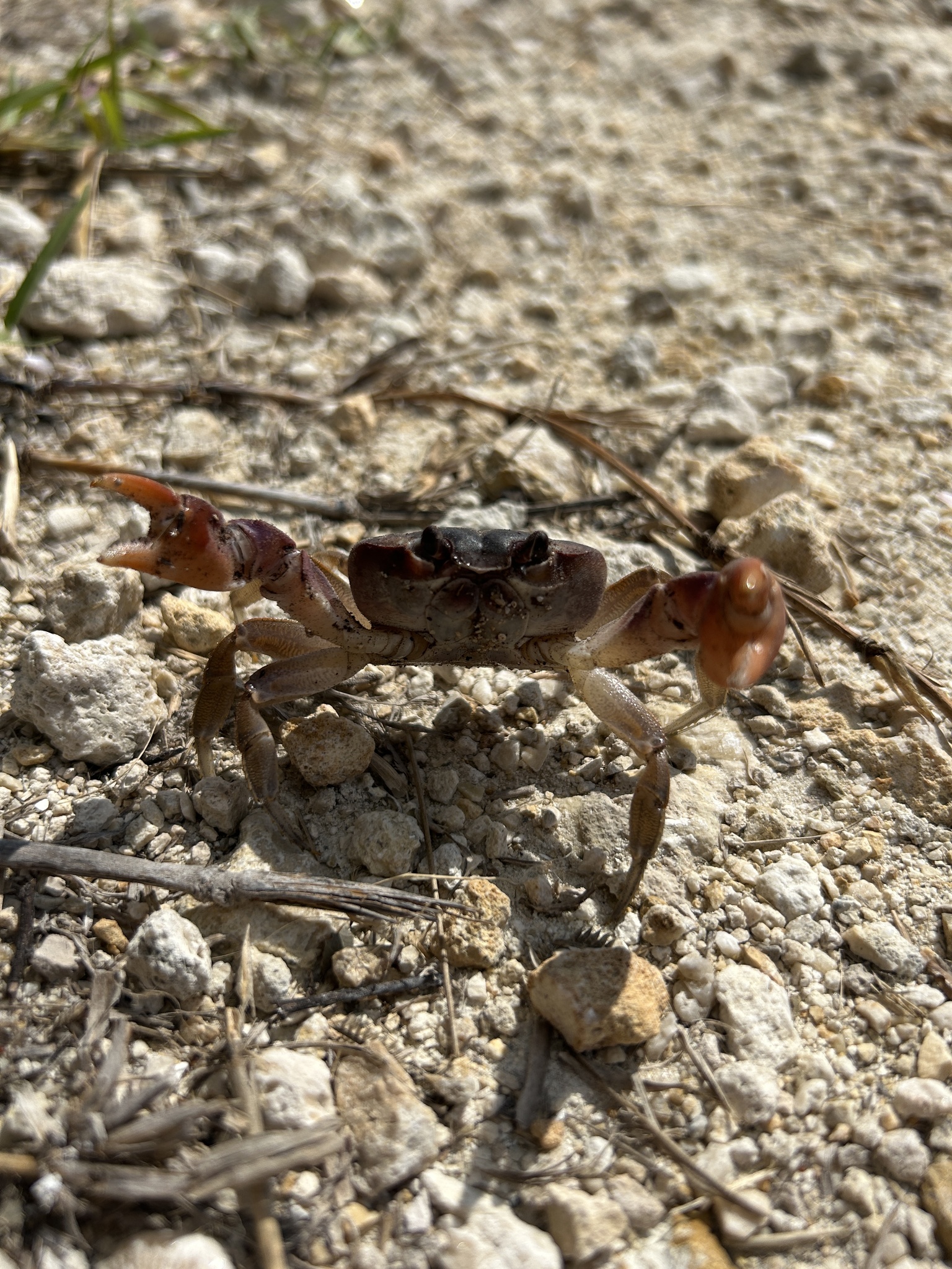 Gecarcinus lateralis Guérin, 1832