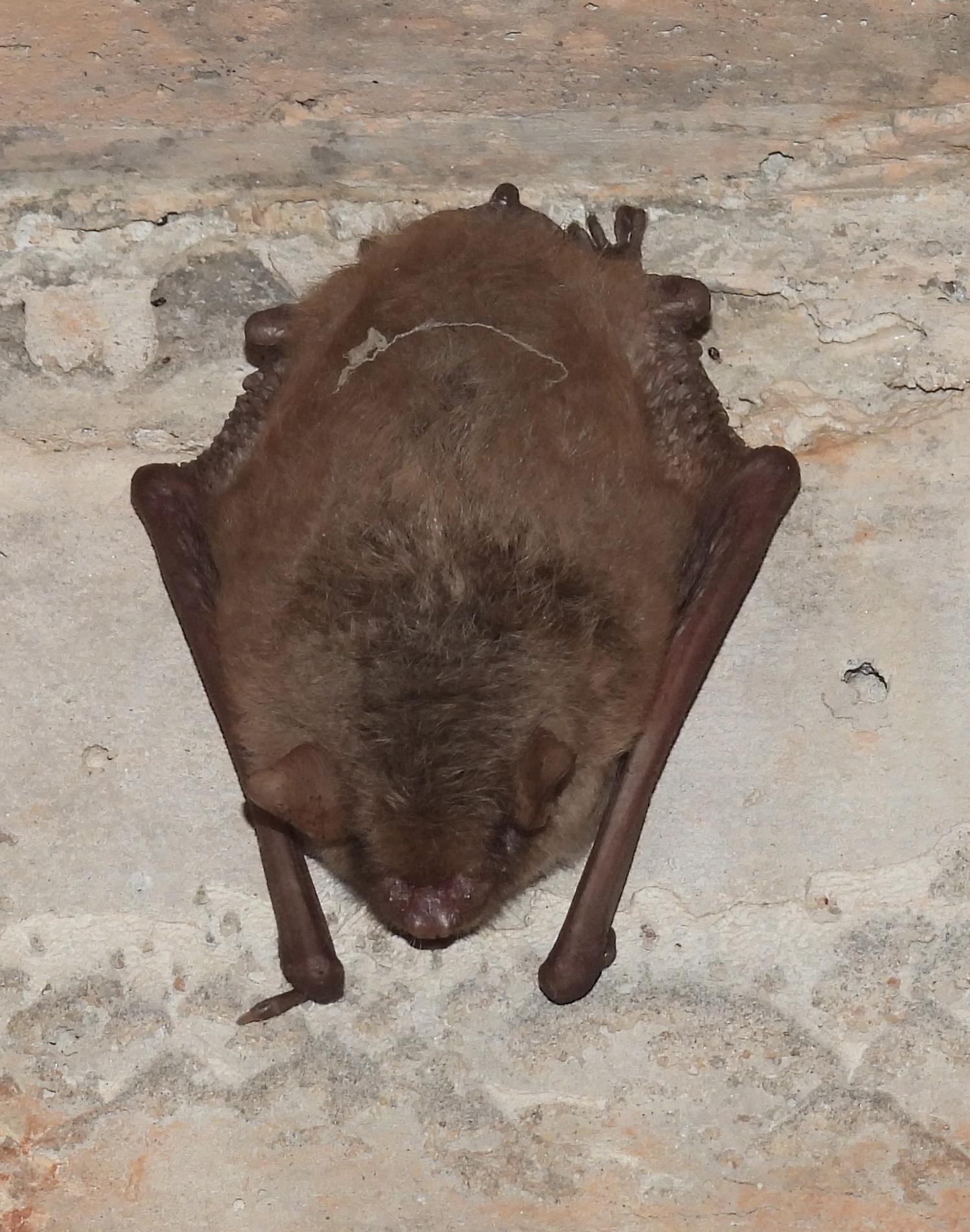 Myotis velifer (J.A.Allen, 1890)