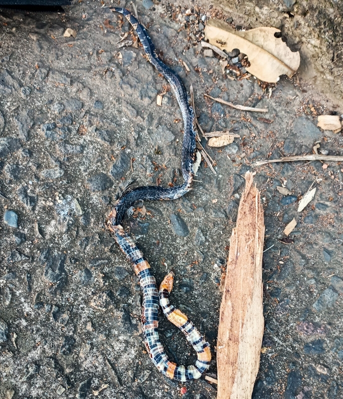 Atractus elaps (Günther, 1858)