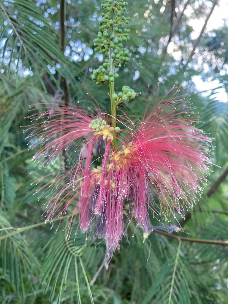 tree calliandra from La Española, Pedro Santana, Elias Pina, DO on ...
