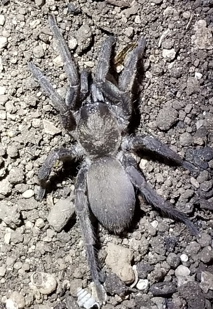 Tarantulas from San Salvador, BS on March 16, 2023 at 03:28 PM by ...