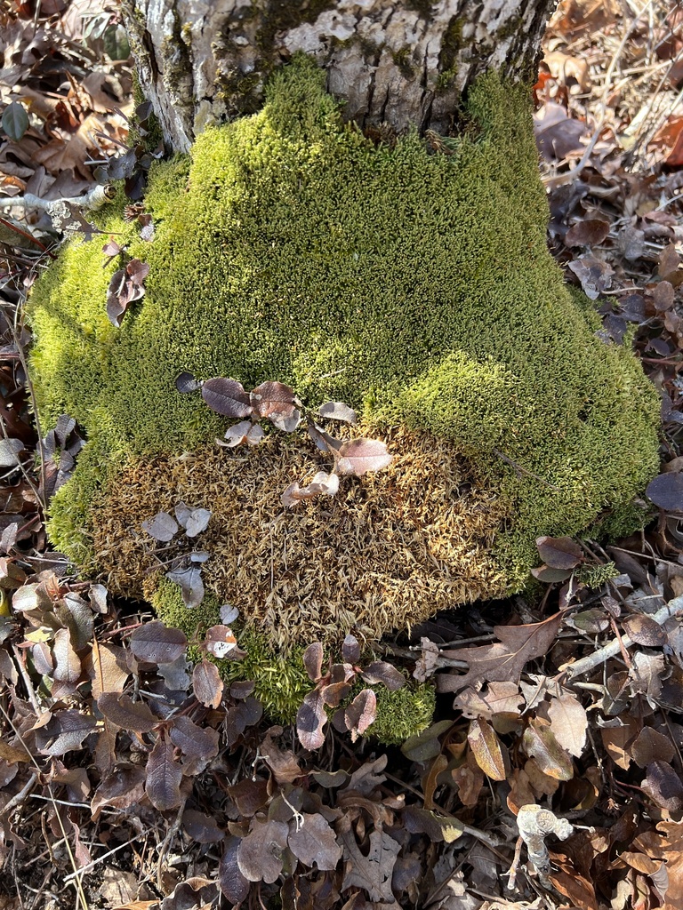 Rough Thelia from Martha's Vineyard, Vineyard Haven, MA, US on March 16 ...
