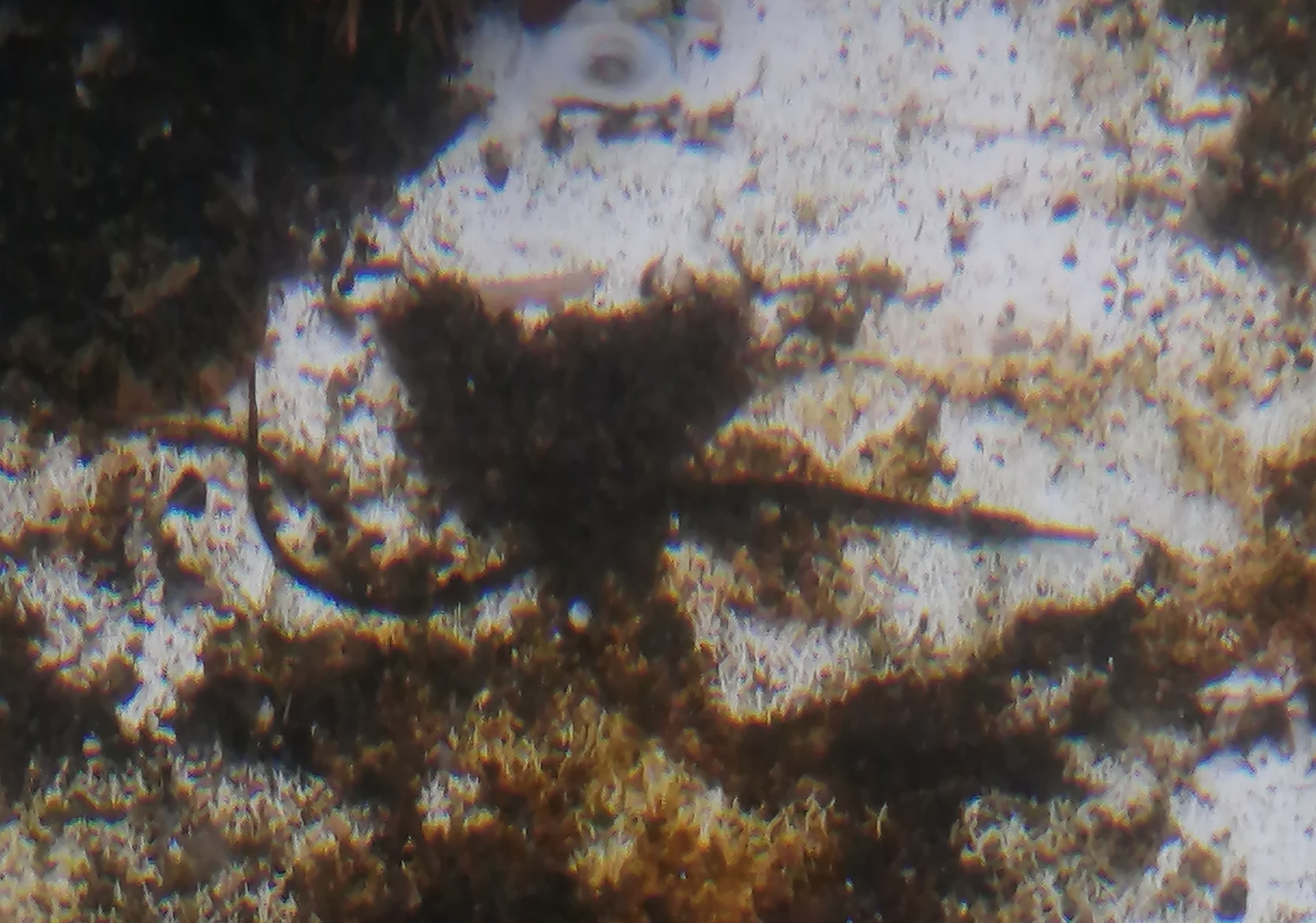 Leptonotus blainvilleanus (Eydoux & Gervais, 1837)