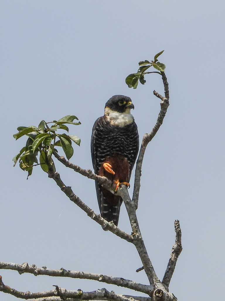 Bat Falcon from Guatuso, Alajuela, CR on March 16, 2023 at 11:01 AM by ...
