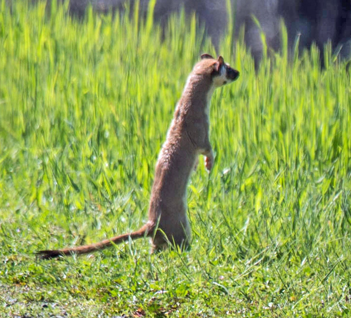 Long-tailed Weasel from Lakeville Highway, Petaluma, CA, US on March 16 ...