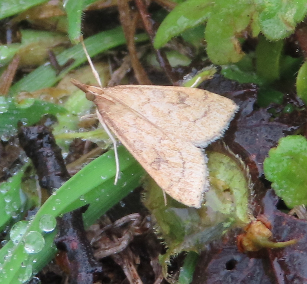 Celery Leaftier Moth from Clifton, TX 76634, USA on March 16, 2023 at ...