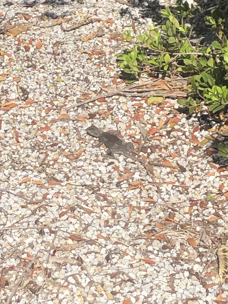 Peters's Rock Agama in March 2023 by Mason Sieg · iNaturalist