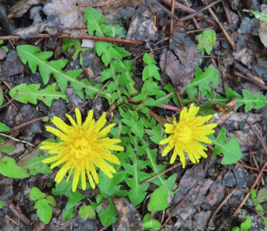 dandelions from Clifton, TX 76634, USA on March 16, 2023 at 09:58 AM by ...
