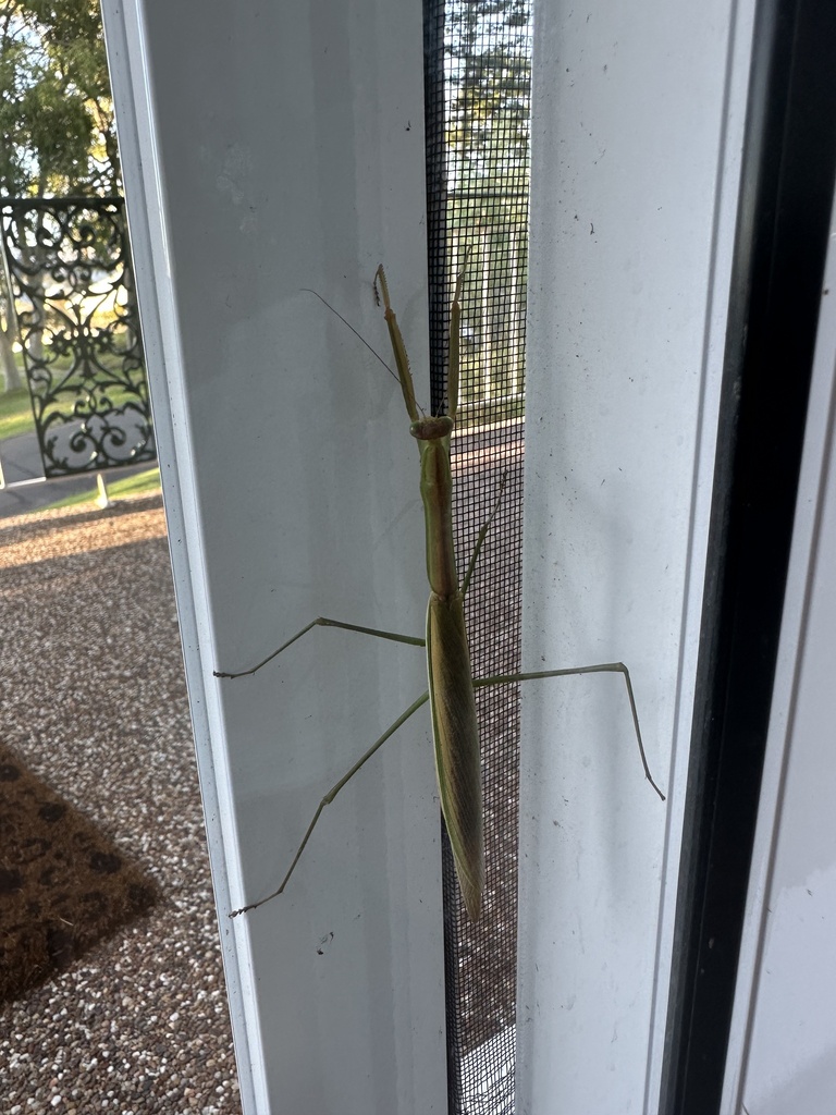 Purple-winged Mantis from Skye Point Rd, Coal Point, NSW, AU on March ...