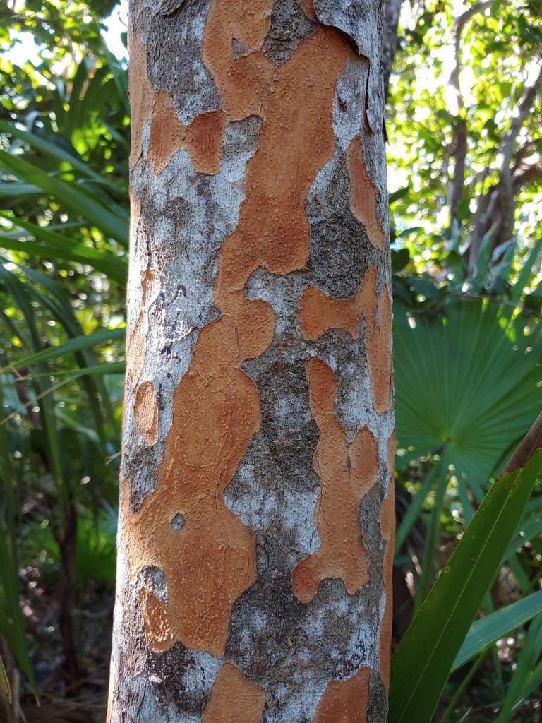 Poisonwood from Marathon, FL 33050, USA on December 11, 2020 at 10:53 ...