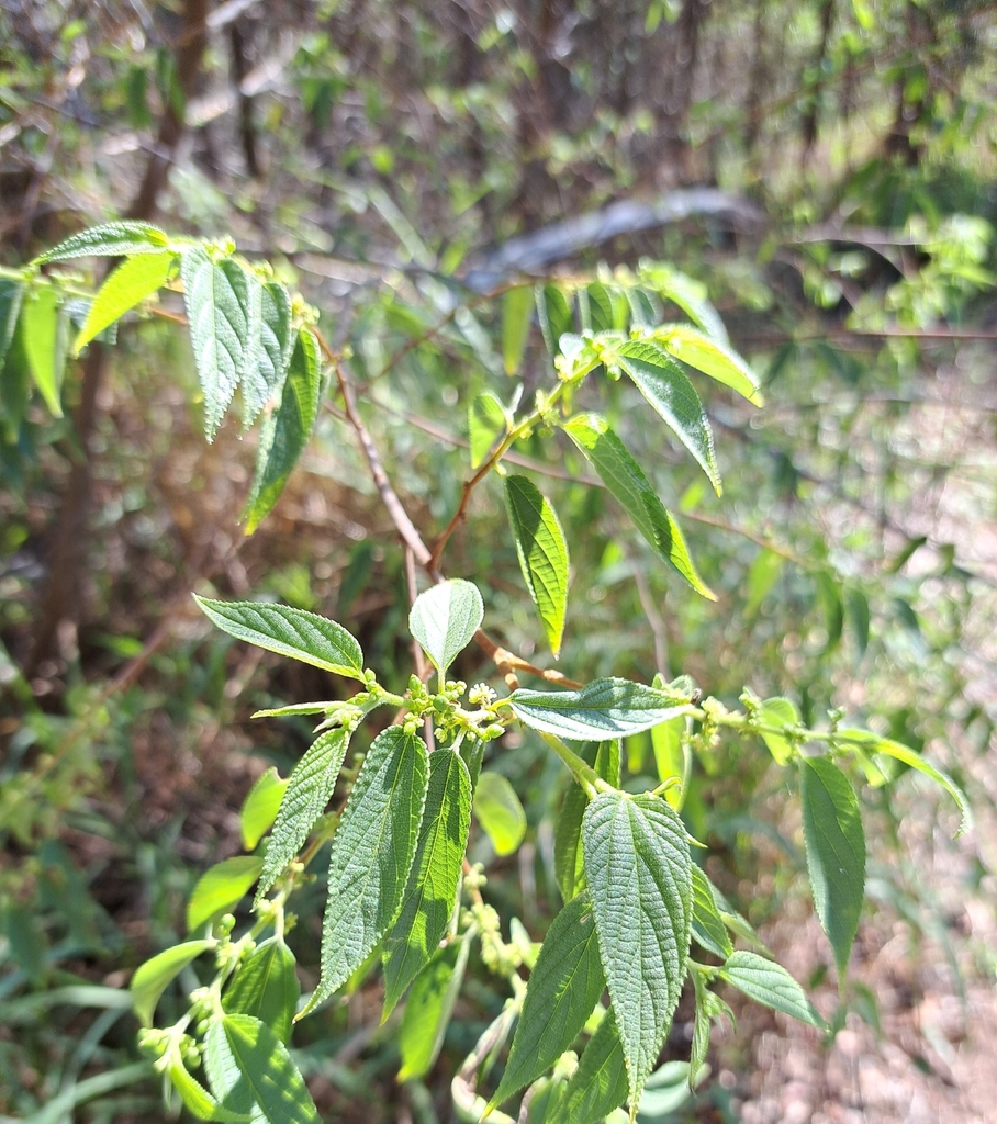 Nettle Tree from MacLeay Island QLD 4184, Australia on March 17, 2023 ...