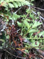 celery pine from North Island, Auckland, Auckland, NZ on March 16, 2023 ...