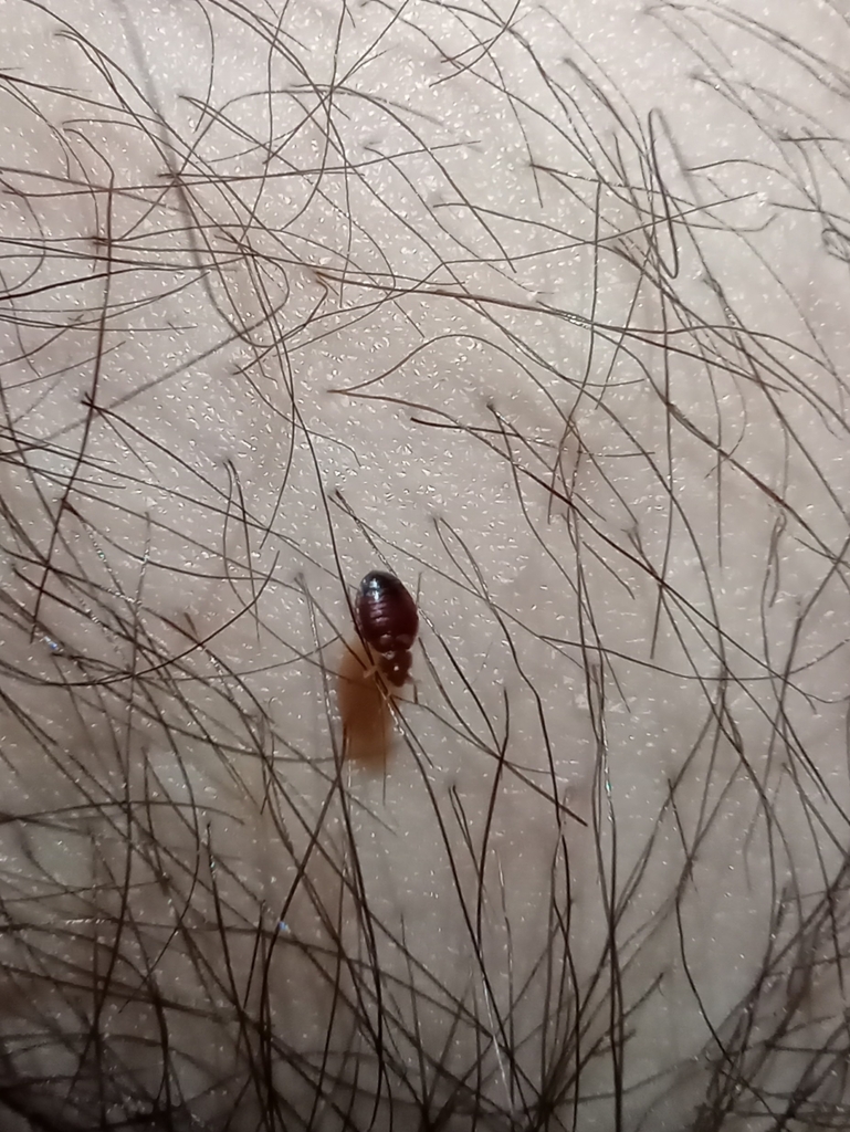 Common Bed Bug from Lancaster County, US-PA, US on March 16, 2023 at 11 ...