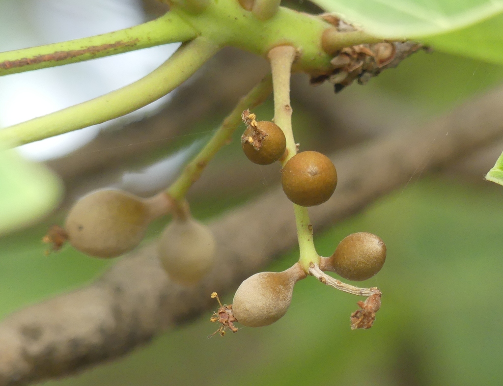 Bibhitaki from Majivali, Maharashtra, India on April 29, 2018 at 08:33 ...