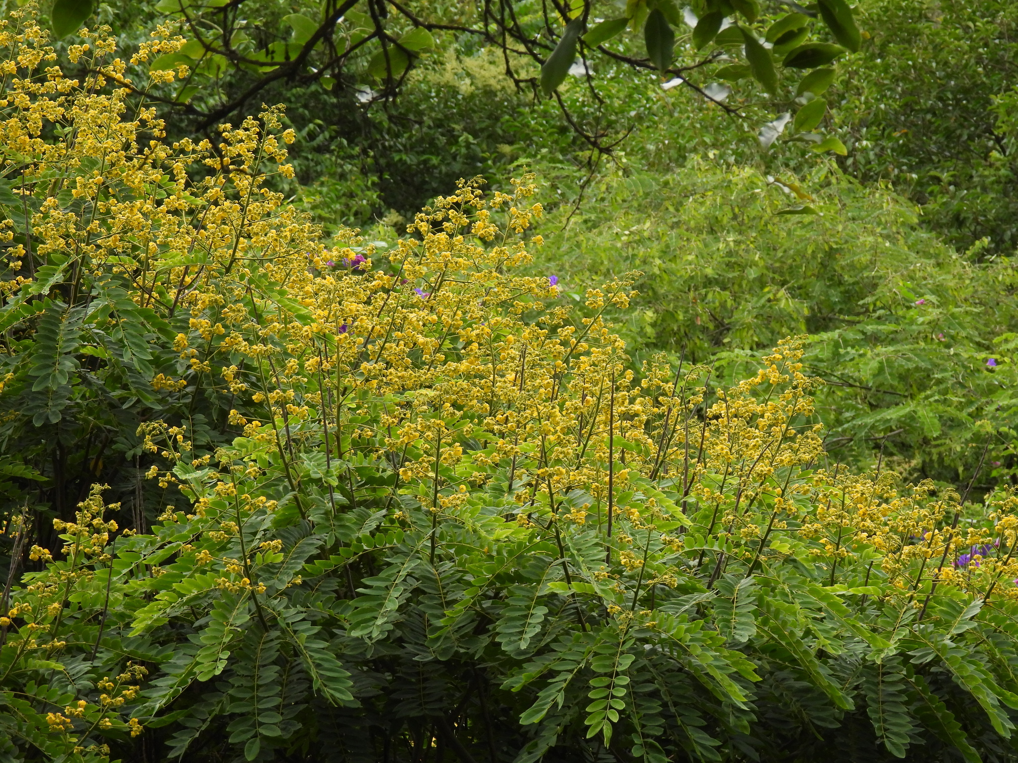 Senna spectabilis (DC.) H.S.Irwin & Barneby