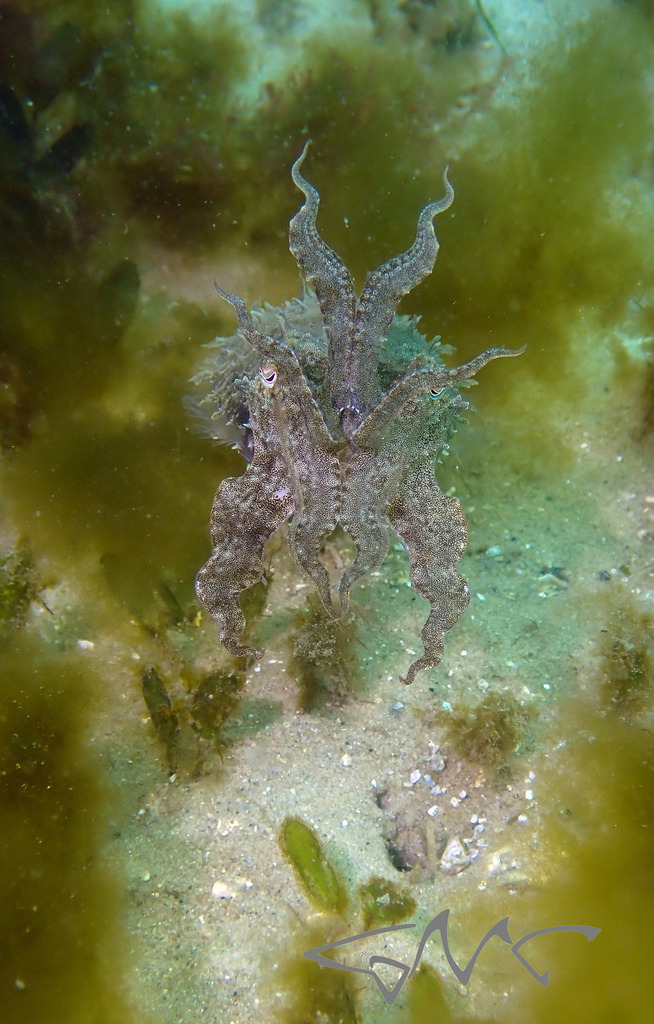 Mourning Cuttlefish from Fly Point Dive on March 13, 2023 at 12:56 PM ...