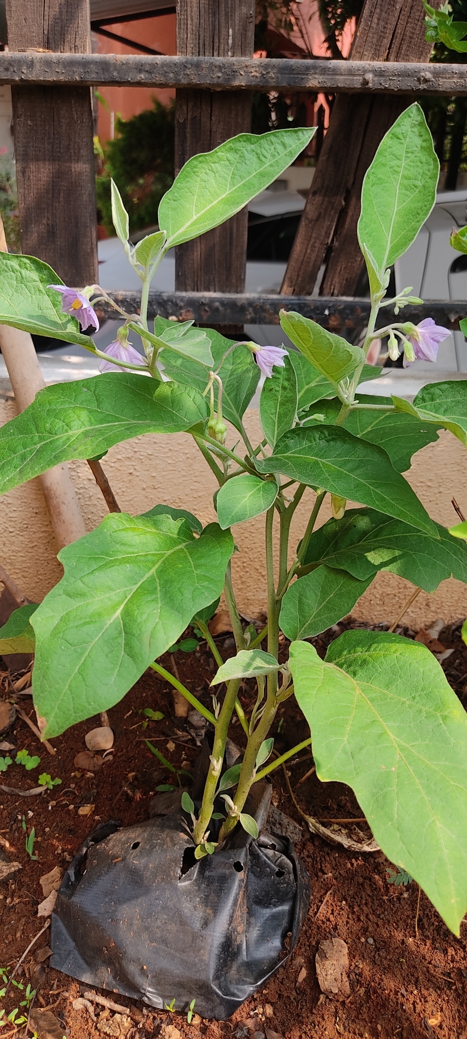 Solanum melongena L.