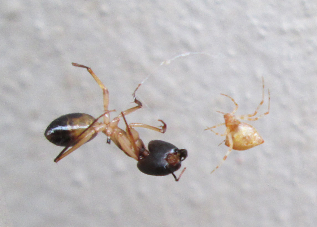 Cobweb Spiders from gaborone on January 13, 2015 by Botswanabugs. with ...