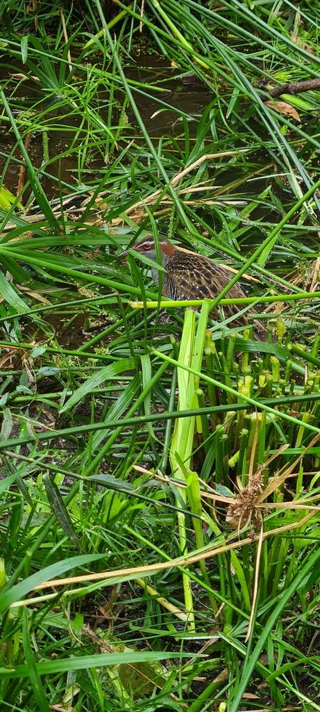 Buff-banded Rail from Eaton WA 6232, Australia on March 17, 2023 at 08: ...