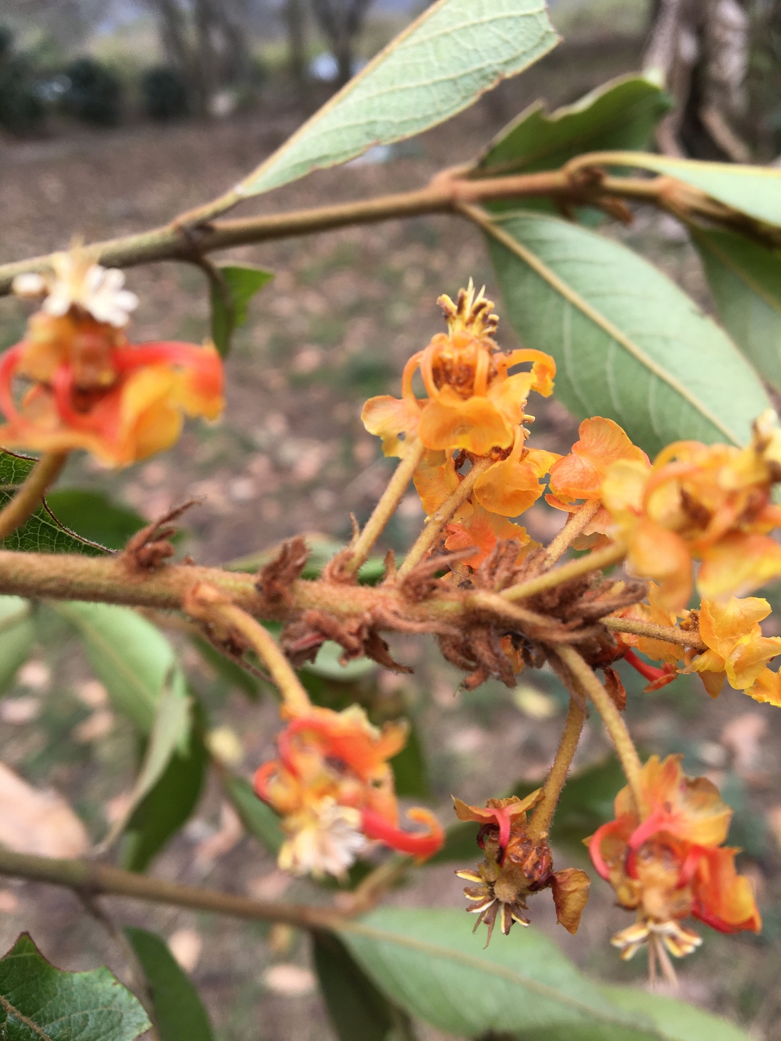 Byrsonima crassifolia (L.) Kunth