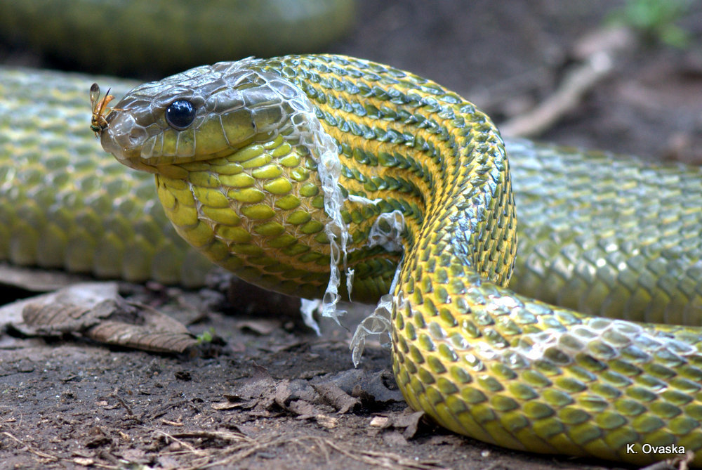 Amazon Puffing Snake Reptiles Of Tambopata INaturalist Amazon Puffing Snake Reptiles Of Tambopata INaturalist