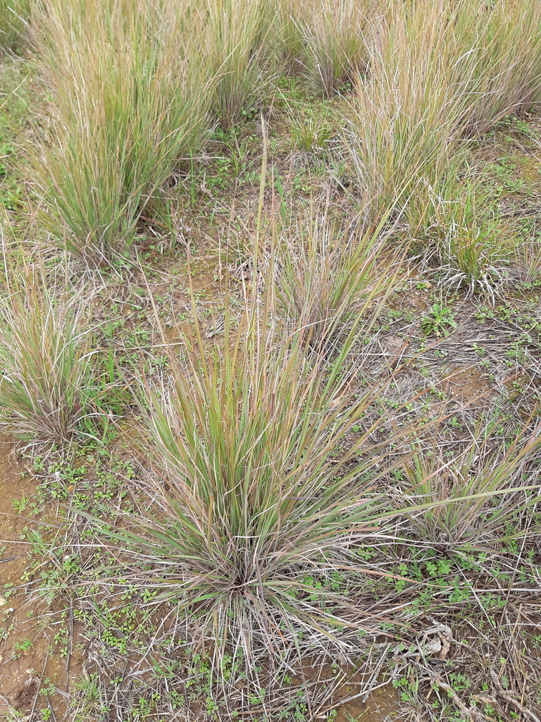 thatching grass from Adelaide SA, Australia on August 28, 2019 at 11:06 ...
