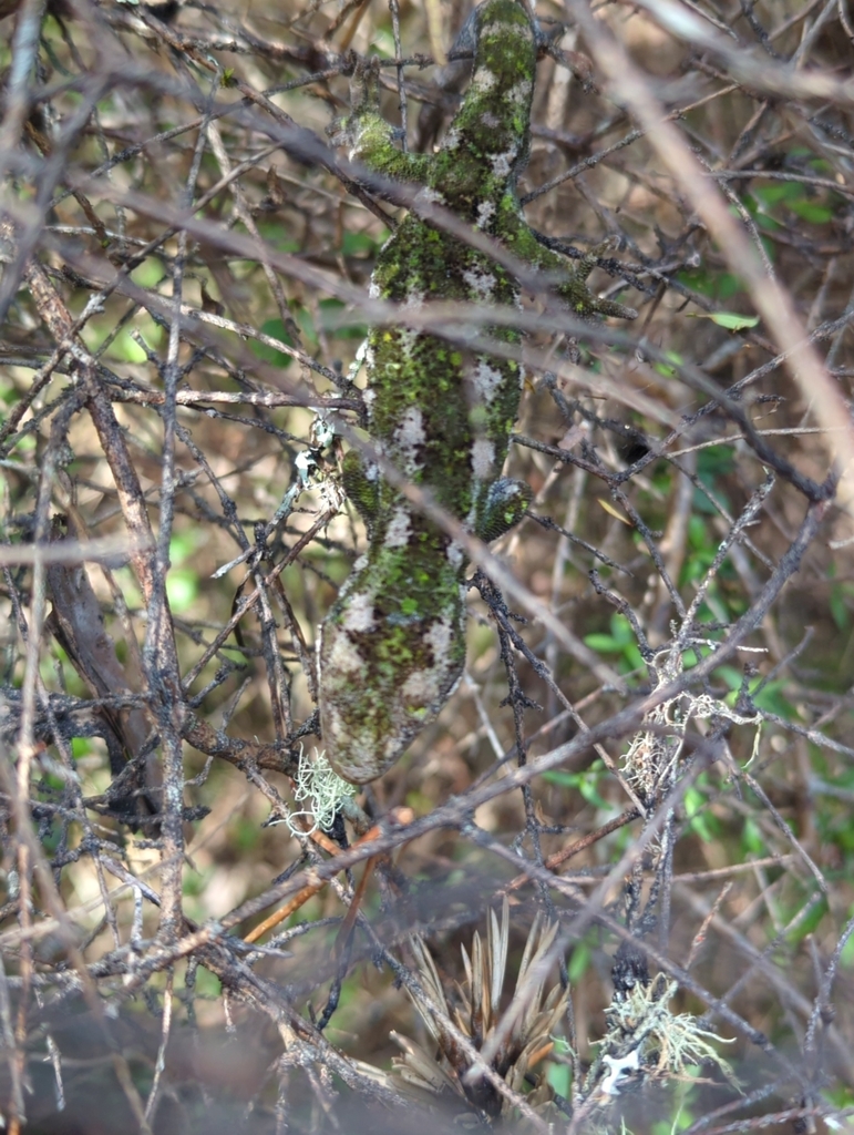 Rough Gecko in March 2023 by Adam Aslam. Mostly cloudy, 26C · iNaturalist