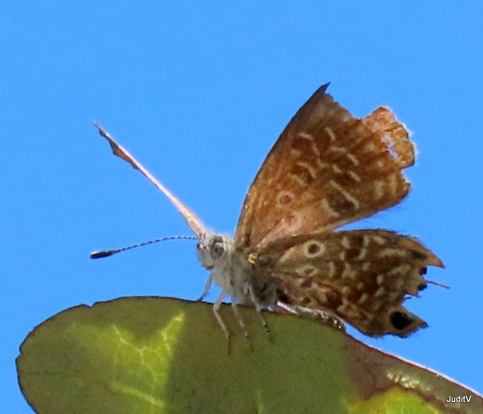 Eastern Pygmy-Blue from Glynn County, GA, USA on March 16, 2023 at 12: ...