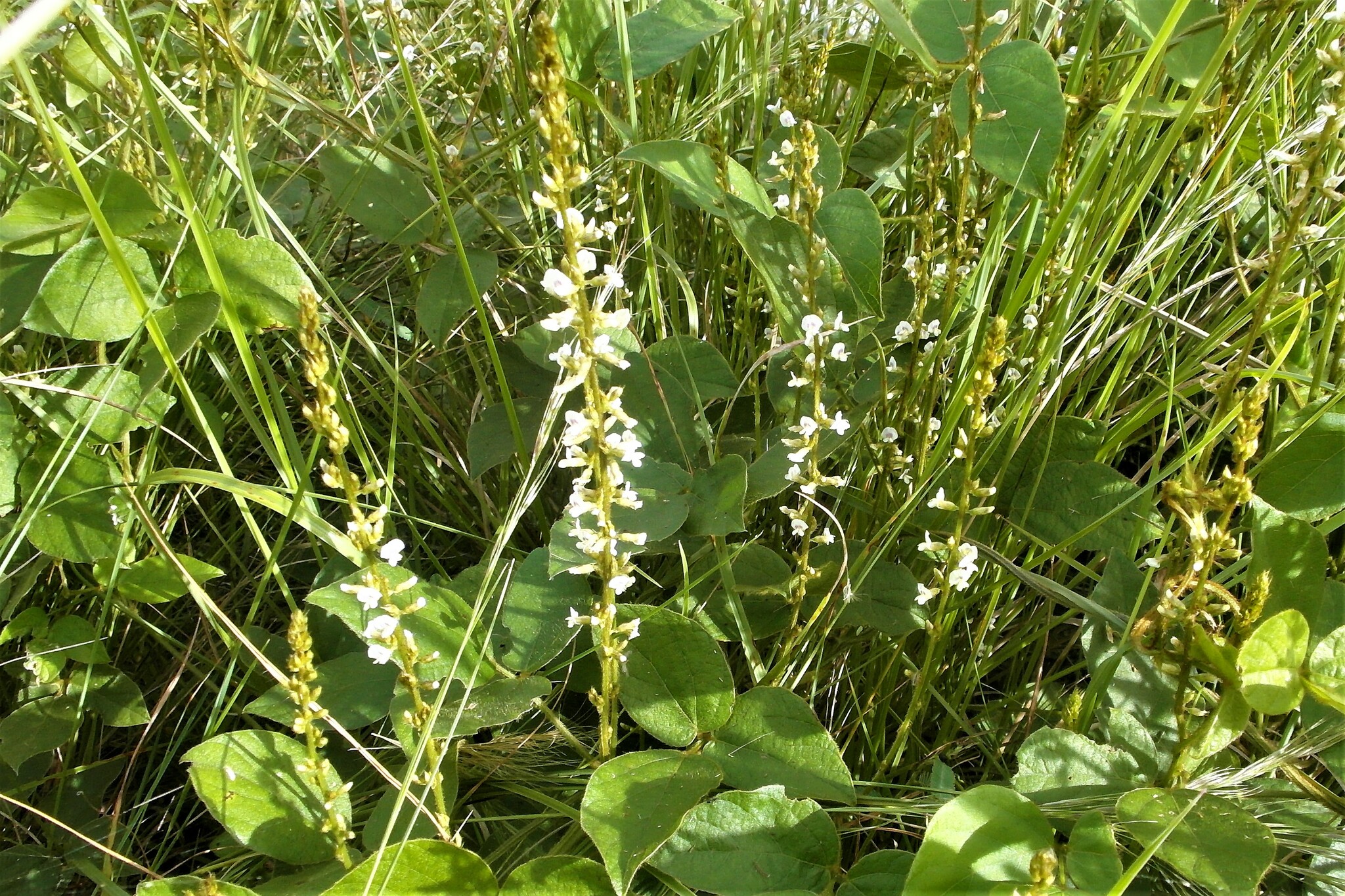 Neonotonia J.A.Lackey