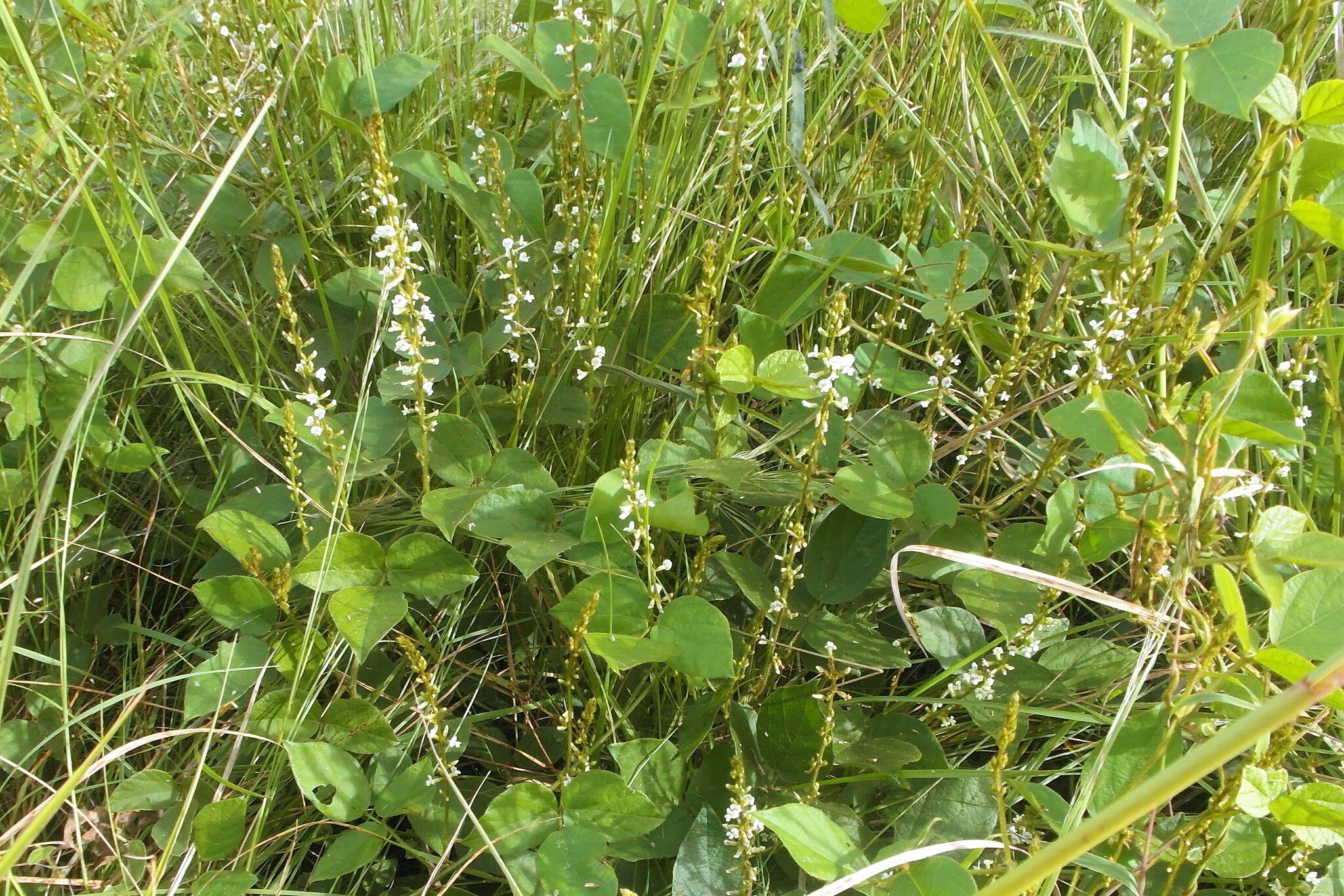 Neonotonia J.A.Lackey